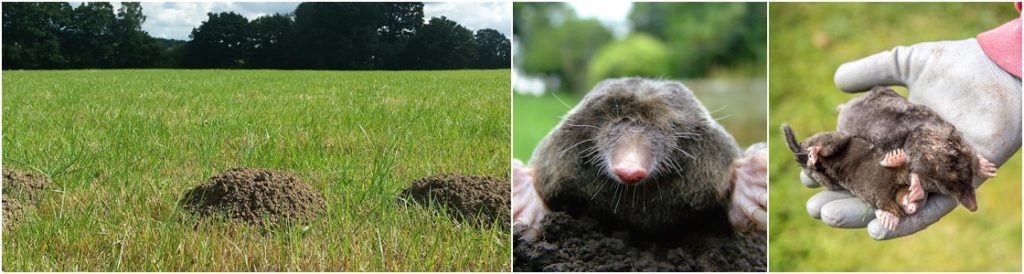 Mole Control | Fast & Affordable Mole Removal for Land Owners & Domestic