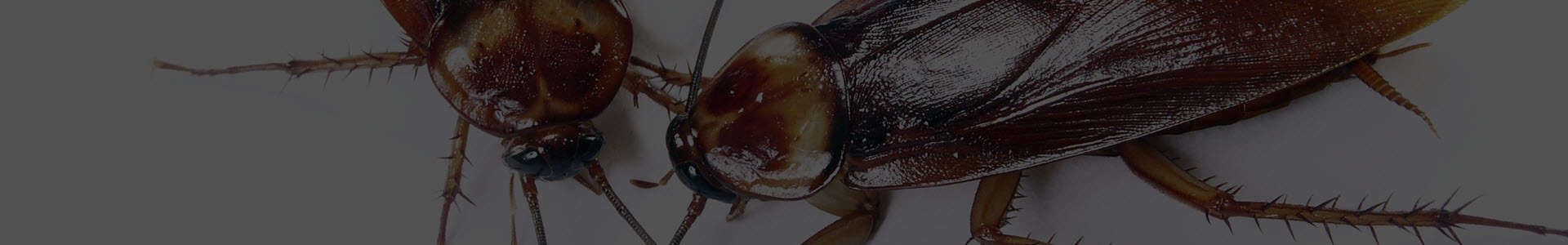 Cockroach infestation eradication warrington – Guardian Pest Control