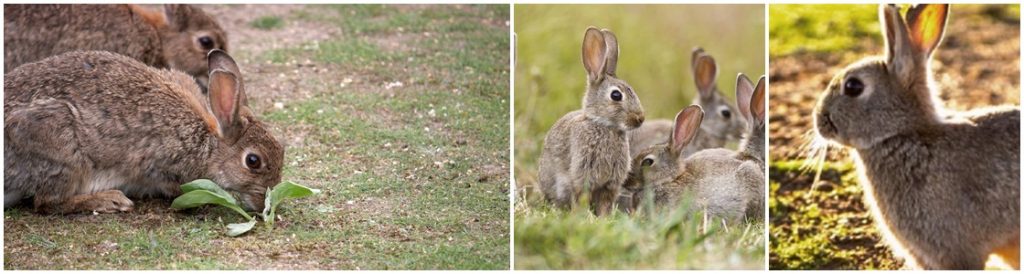 We provide fast & affordable Rabbit control & extermination
