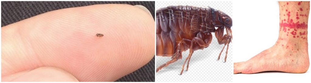 Rapid & Affordable Flea Control | Warrington | Call Now