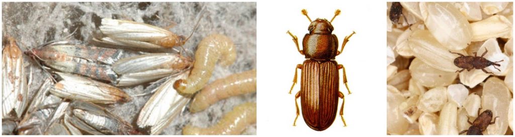 Fast & Affordable Stored Product Insect Control | Warrington & North West